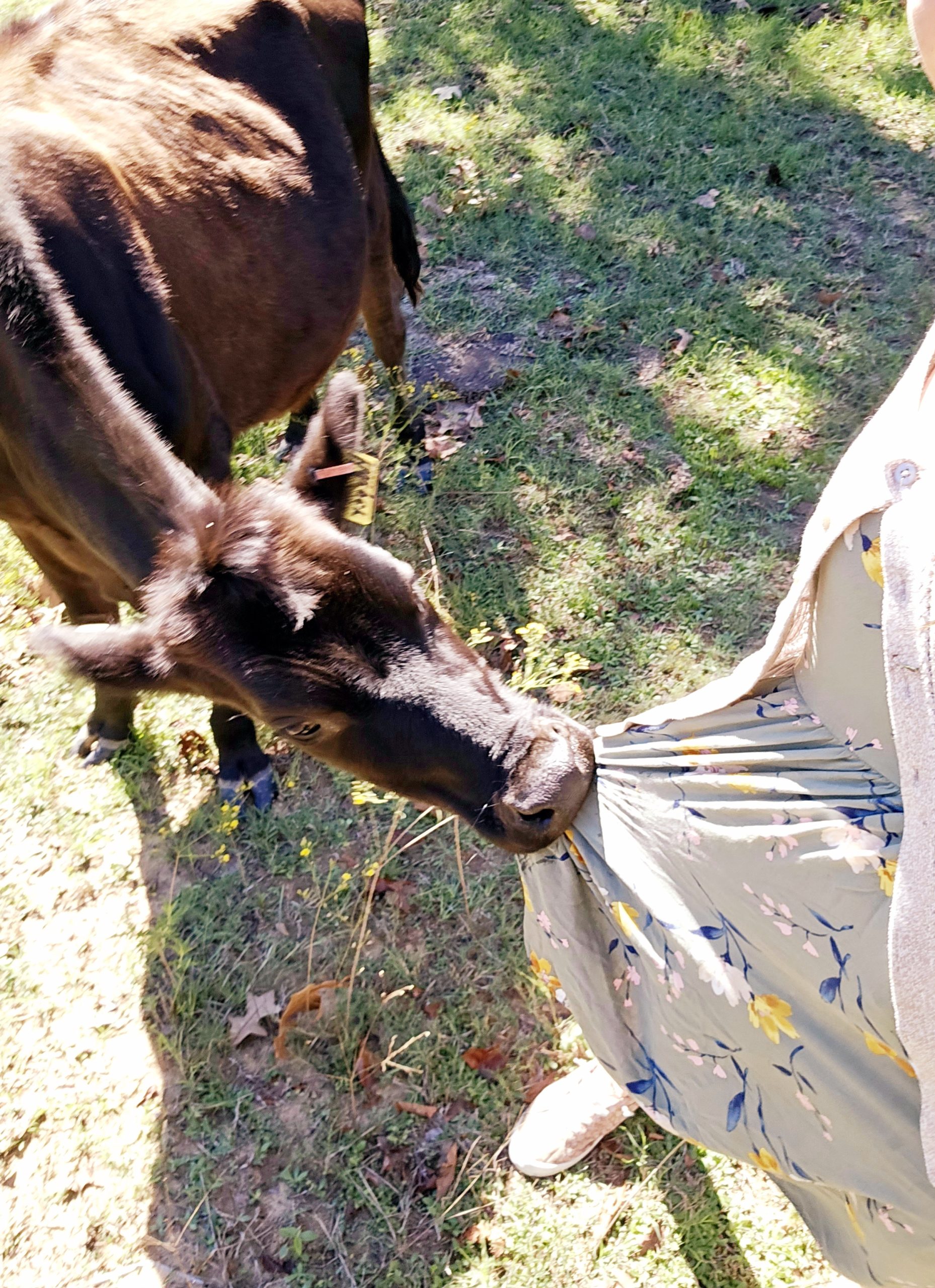 Luna, Our Family Milk Cow